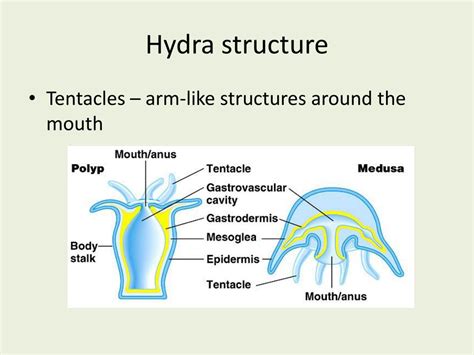 Hydra Parts And Functions At Leigh Davis Blog