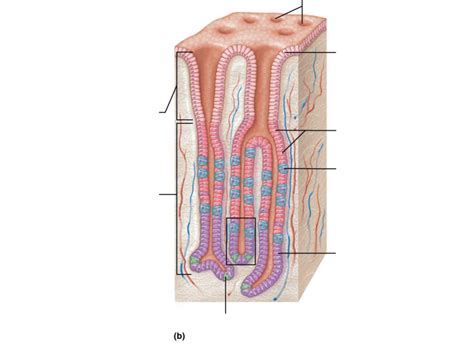 Enlarged View Of Gastric Pits And Gastric Glands Diagram Quizlet