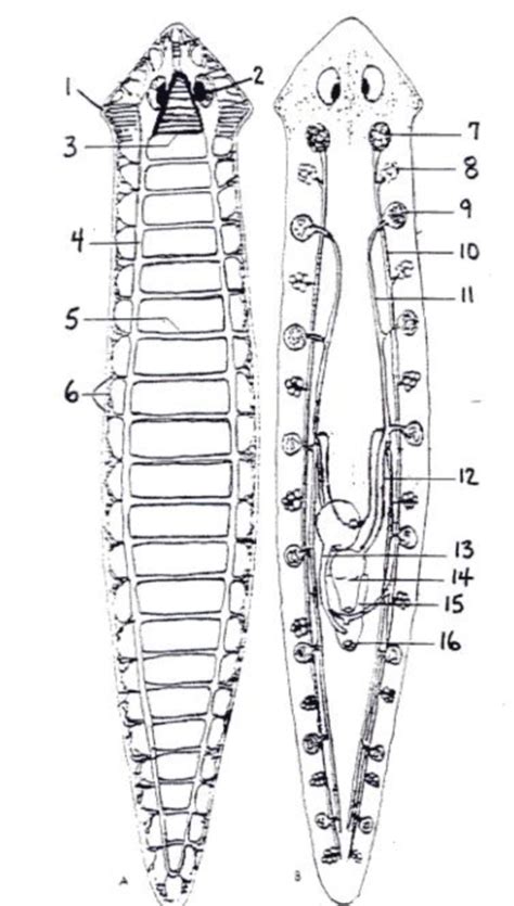 Platyhelminthes Diagram Quizlet