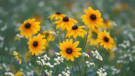 Wildflower Wallpapers Top Free Wildflower Backgrounds Wallpaperaccess