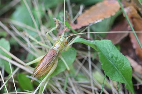 道草食ってみよっ コロギスかな