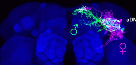 Males And Females Are Programmed Differently In Terms Of Sex