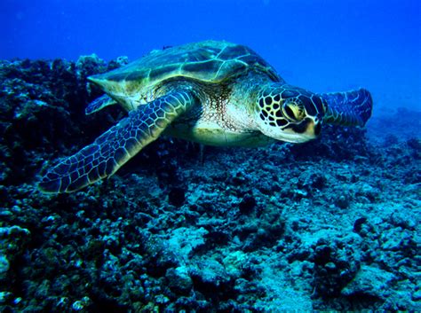 Green Sea Turtle Facts And Pictures Reptile Fact