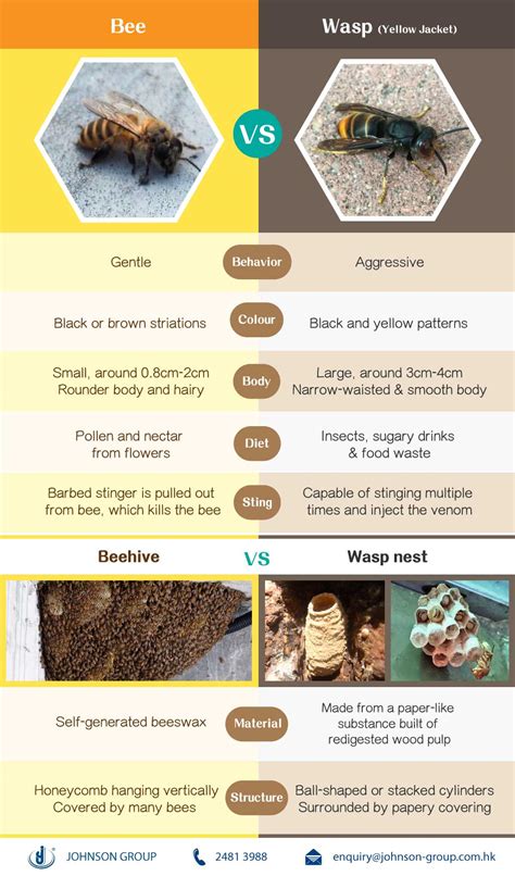 Difference Between Hornet And Bee
