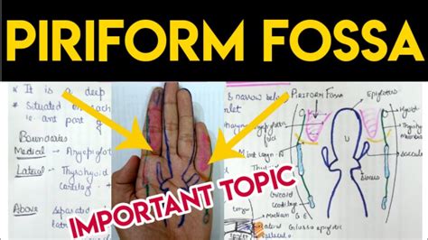 Piriform Fossa Anatomy Boundaries Diagram Youtube