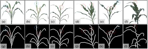 Dataset Description A C Are Examples Of Original Sorghum Images In Download Scientific