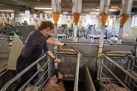 Farrowing Unit Post Farrowing Danbred