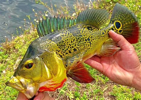 How To Catch Peacock Bass Tips For Fishing For Peacock Bass