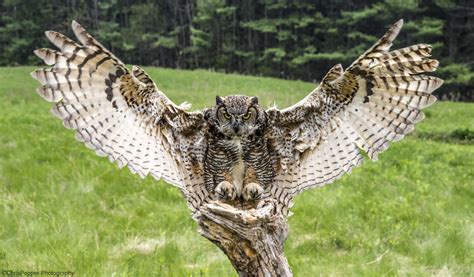 Horned Owl Barn
