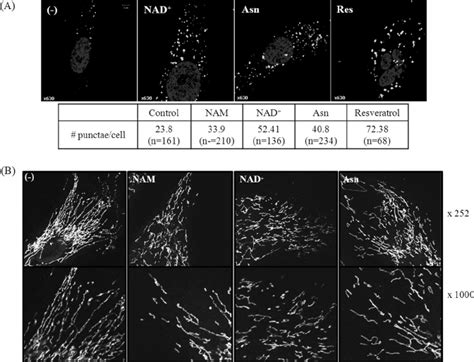Increase In Lc3 Puncta And Mitochondrial Fragmentation In The Cells Download Scientific Diagram