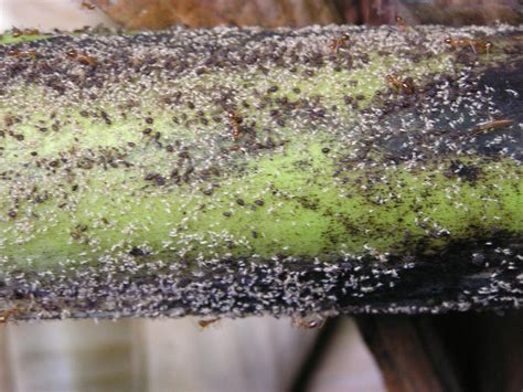 Banana Object Detection Dataset By Rahul