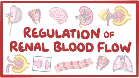 Regulation Of Renal Blood Flow Video And Anatomy Osmosis