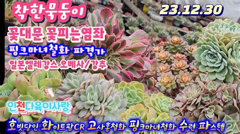 다육이사랑2묵둥이 세일품목많아요화이트그리니 매직쨈골드철화러우금휴밀리스둥근잎비취후리데라울연봉줄리아나핑크철화일본엘레강스패러독스미니고사홍 Youtube