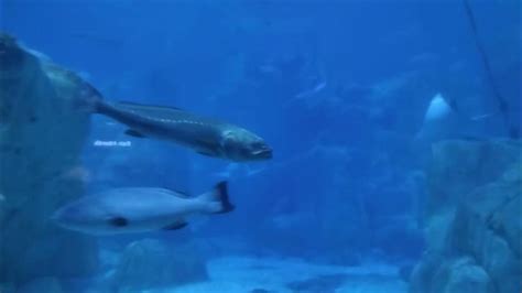 სტამბულის აკვარიუმი Youtube