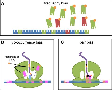 Codon Bias As A Means To Fine Tune Gene Expression Molecular Cell