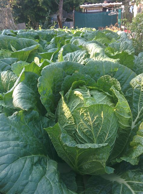 Img20151025155718 배추밭 가을의 가장 대표적인 작물인 배추