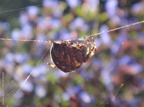 The European Garden Spider Araneus Diadematus Also Known As Cross Spider Or Cross Orb Weaver