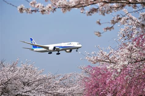 『成田さくらの山公園で桜と飛行機』成田千葉県の旅行記・ブログ By Docanドカンさん【フォートラベル】
