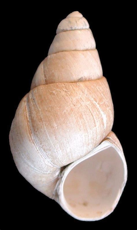 Index Fossils