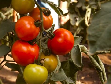 Як правильно поливати томати щоб кущі не завяли Читайте на Ukr Net