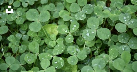 물방울이있는 녹색 잎 무리 사진 Unsplash의 무료 녹색 이미지