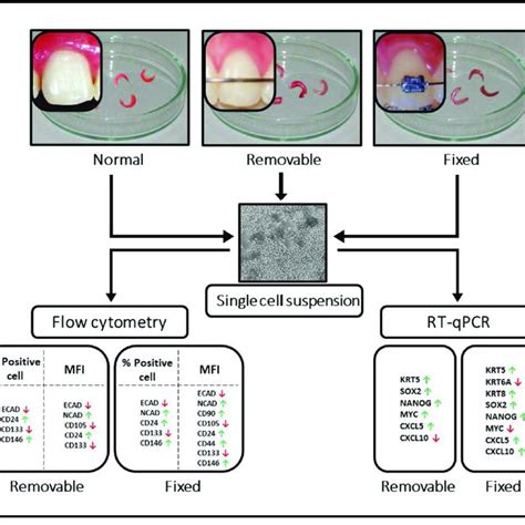 Analysis Of Cell Surface Markers By Flow Cytometry A L Analysis Of