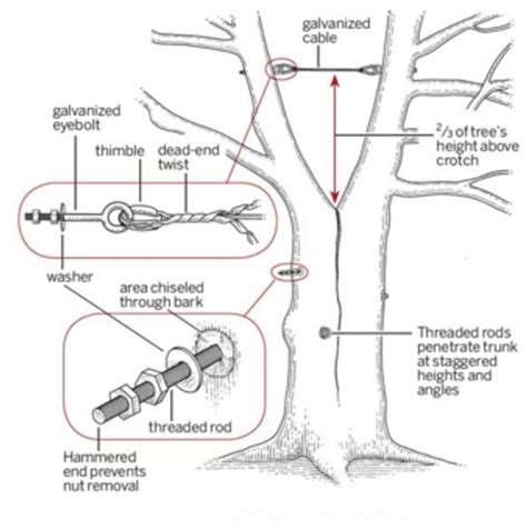 Tree Cabling Bracing American Tree Experts Inc