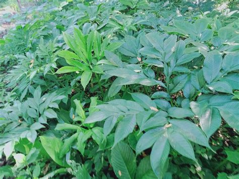 ကျောက်ထု မြို့ရှိ ဥယျာဉ်ခြံမြေများတွင် တစ်ပိုင်တစ်နိုင် ဝဥ စိုက်ပျိုး Information And