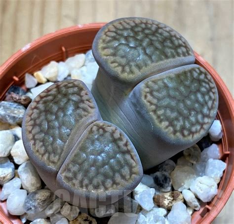 Sh25076 Lithops Hookeri Cactus Online