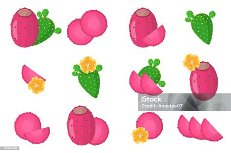 인도 무화과 이국적인 과일 꽃과 흰색 배경에 고립 된 잎 그림세트 부채선인장에 대한 스톡 벡터 아트 및 기타 이미지 부채