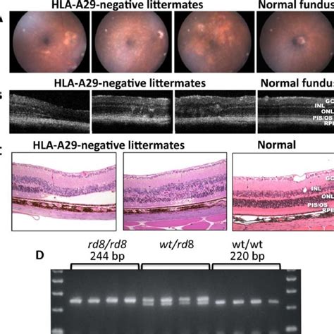 PDF The Rd8 Mutation Of The Crb1 Gene Is Present In Vendor Lines Of C57BL 6N Mice And