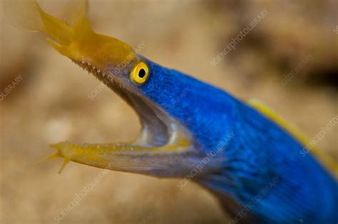 Blue Ribbon Eel Stock Image C017 2825 Science Photo Library