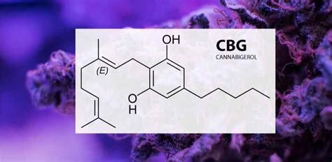 High Cbg Strains 6 Powerfully Potent Cbg Buds You Must Try
