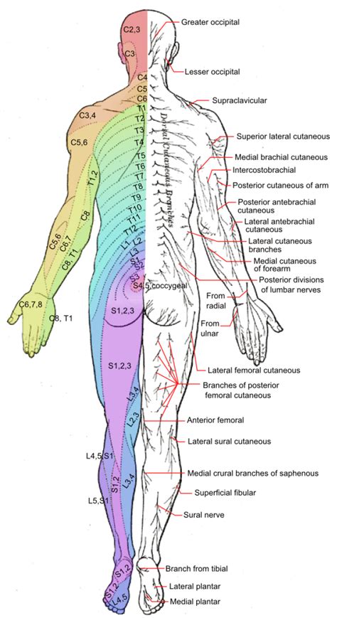 Lumbar Plexus Facts Formation Location Branches And Distribution