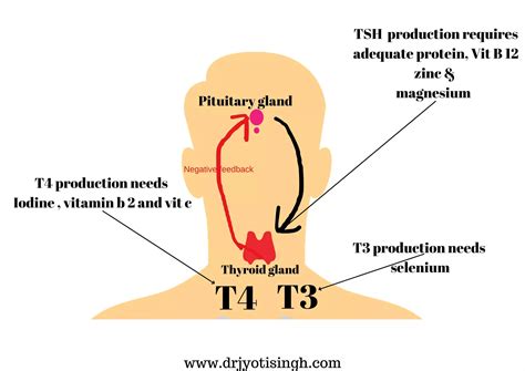 Optimize Your Thyroid Health With Effective Nutritional Strategies