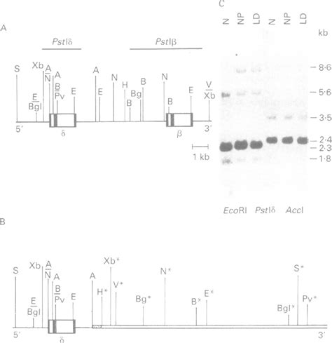 Figure 1 From Deletion Of The 5 Beta Globin Gene Region Beta Zero Thalassaemia Resulting