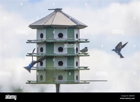 When To Put Purple Martin Houses Up The Tube