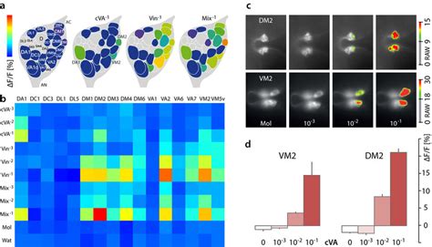 Glomerular Activation Patterns In The Al Of Fed Females In Response To