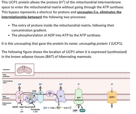 Solved Based On The Ucp1 Protein Structure Shown Earlier