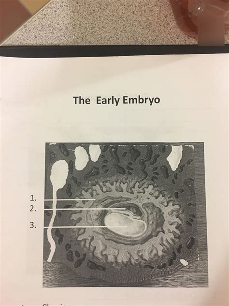 The Early Embryo Diagram Quizlet