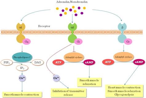 G Protein Coupled Receptors Gpcr Pharmacology Medbullets Step 1
