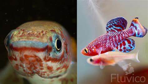 Killifish Care Guide 101 Colourful Nano Fish Fluvico