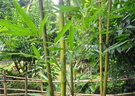 孝顺竹冠幅孝顺竹盆栽孝顺竹大山谷图库