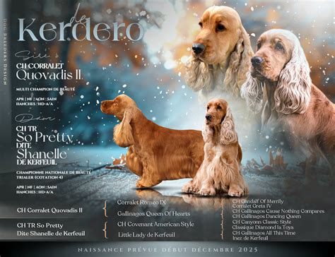 Chiots à Vendre Elevage De Kerdero Eleveur De Chiens Cocker Spaniel Anglais