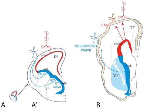 Evolution Of The Neocortex Perspective From Developmental Biology PMC