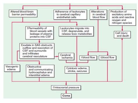 Meningitis Acute And Chronic Pptx