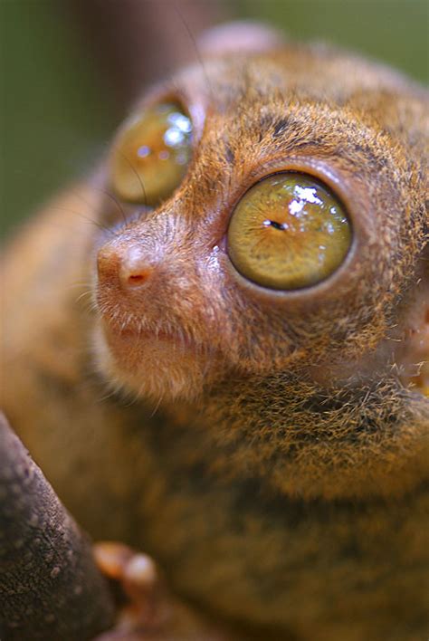 Texturing Fur Polycount