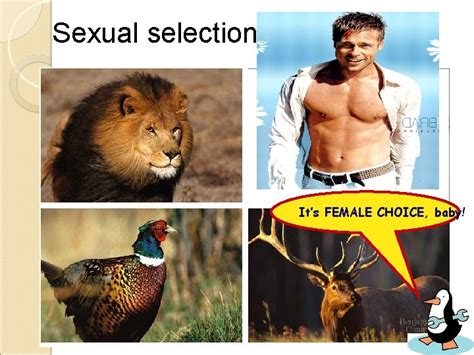 Microevolution Ch 23 And Macroevolution Ch 24 Gene