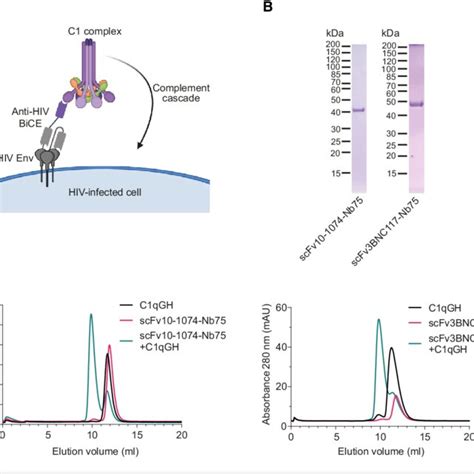 Characteristics Of Bispecific Complement Engagers Bices Targeting Hiv