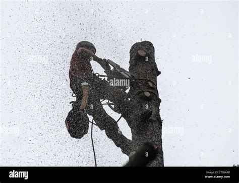 Chainsaw For Tree Cut Or Tree Pruning As Part Of Tree Care Chainsaw For